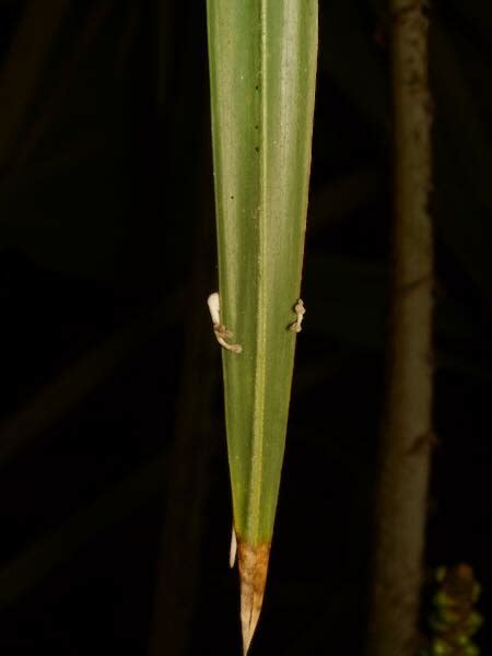 Wild Herps Thick Tail Gecko Phelsuma Mutabilis