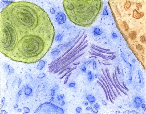 Eukaryotic Plant Cell Under Microscope