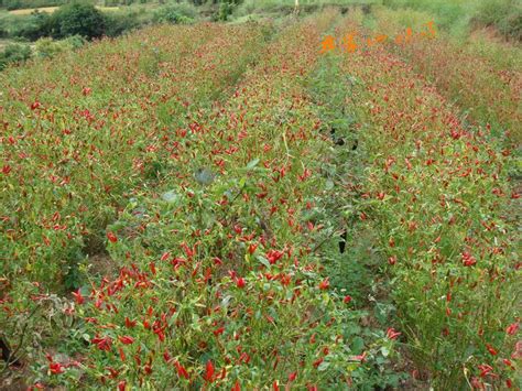 小米辣在建水种植小米辣有销路吗云南小米辣种植基地大山谷图库