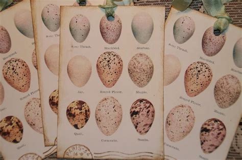 Large Bird Eggs Chart Tags Etsy