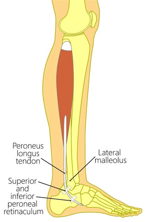 Peroneus Longus Muscle Anatomy Injury And Treatment