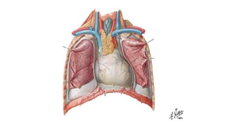 Anatomia Cardiaca Netter
