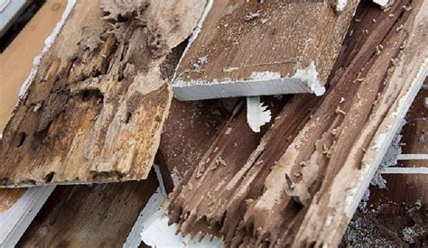 Life Expectancy Of Termites Pest Control Hacks