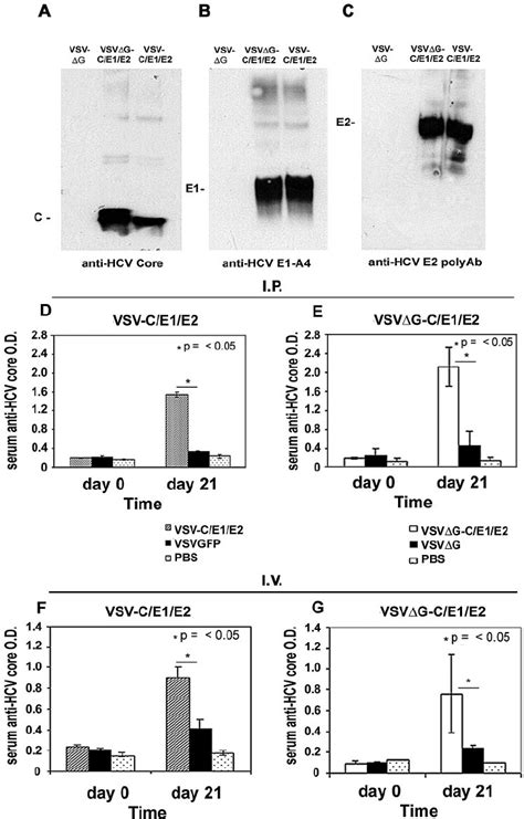 Comparison Of Levels Of Hcv Antigen Expression Between Vsv ⌬ G Ce1e2