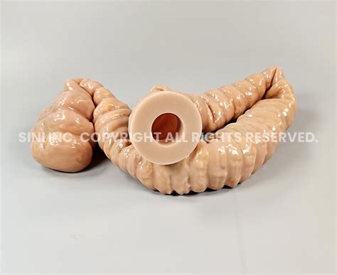 Colonoscopy Trainer Sini Medical Simulation