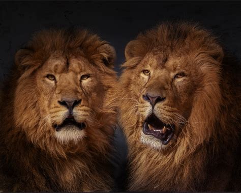 Wallpaper Lions Two Snout Animals