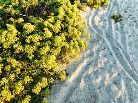 Download Plant Wallpaper