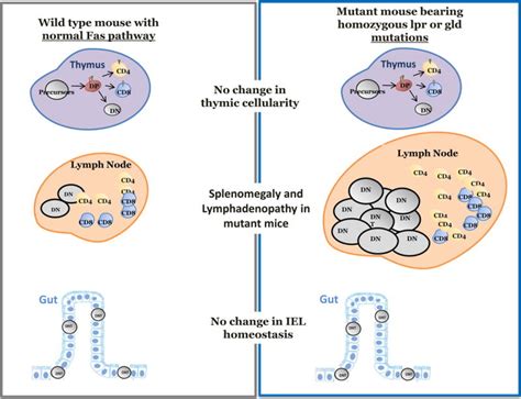 Double Negative Dn αβ T Cells Misperception And Overdue Recognition Pmc