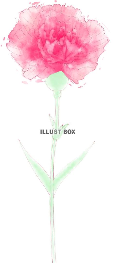 無料イラスト 母の日にカーネーションpng）