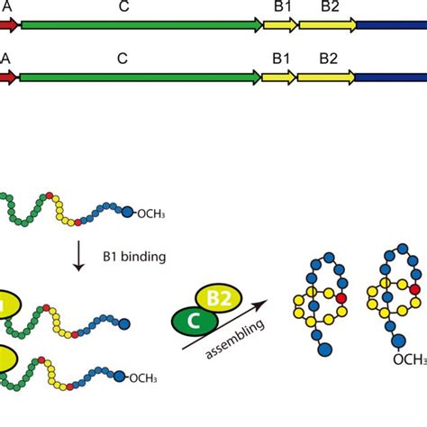 Lasso Peptide Biosynthetic Gene Clusters That Are Closely Related To Download Scientific