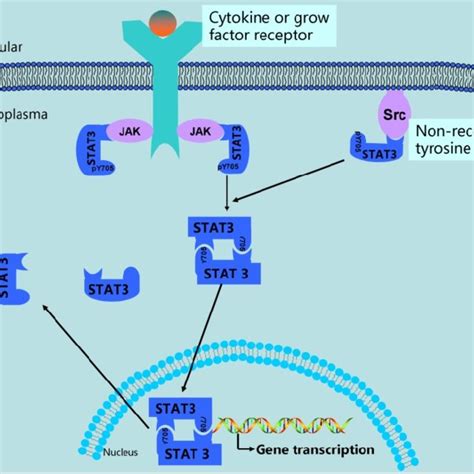 Linear Topology Of Stat3 Structure As Shown Stat3 Is Made Up Of The