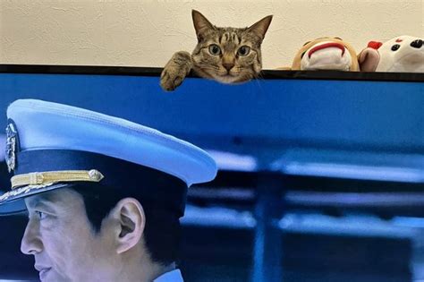 「ねこ」の記事一覧ページ Hint Pot 13