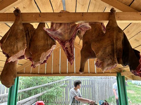 Мөнх Эрдэнэ Баттулга On Twitter Хорхогны хонь халал аргаар төхөөрөөд газаар хуйхлаад эвдээд