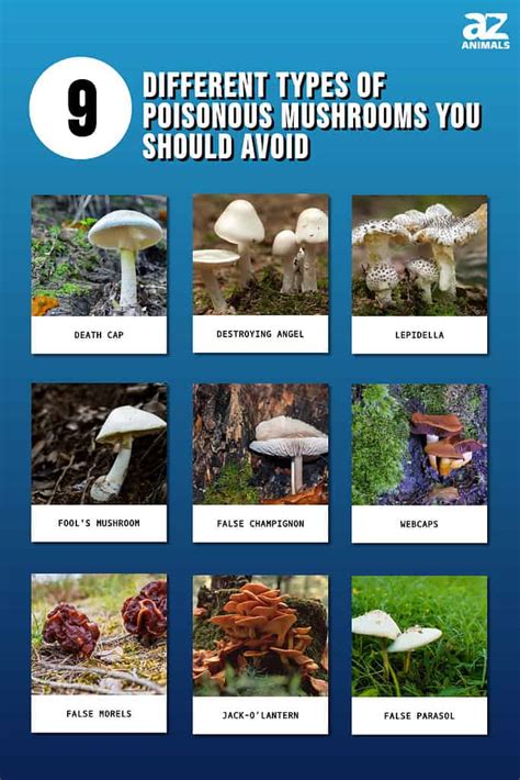 Names Of Non Edible Mushroom