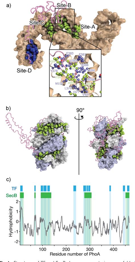 Figure 1 From Enzymatic And Synthetic Regulation Of Polypeptide Folding