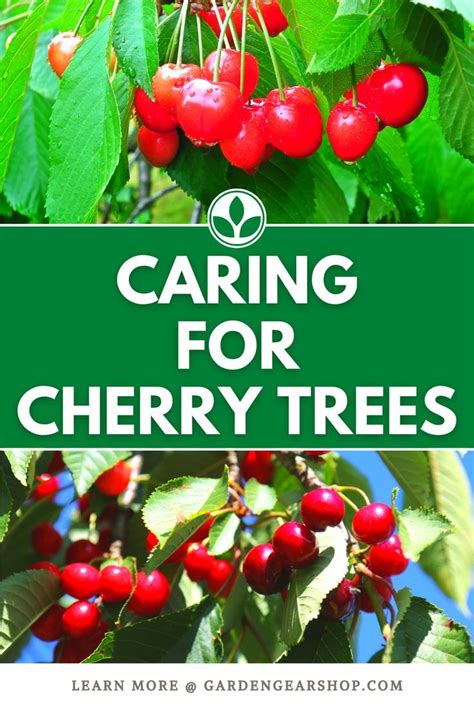 How To Grow Cherries At Home Quick Tips Artofit