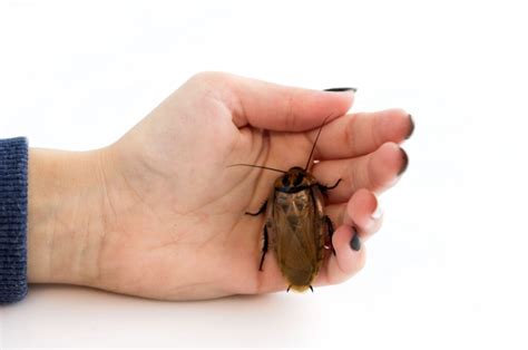 Diseases Spread By Cockroaches Poulins Pest Control