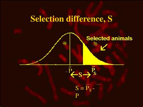 Ppt Chapter 8 Selection Response Powerpoint Presentation Free Download Id845607
