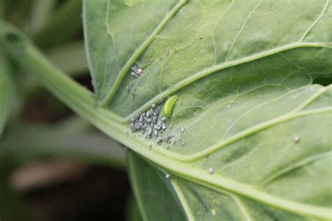 Aphid Predators Finch Frolic Garden Permaculture
