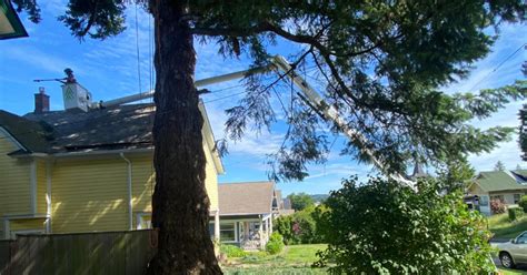 Tree Cabling Bracing Services Bellingham WA Earthworks Tree Service