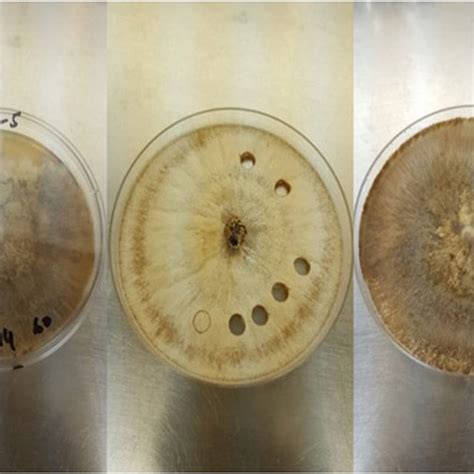 Hyphal Diameter Of R Solani Isolates Recovered From Tomato Download