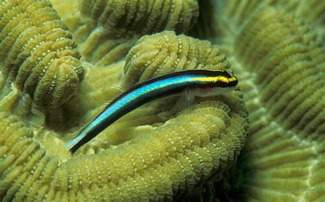 Cleaning Symbiosis Wikipedia