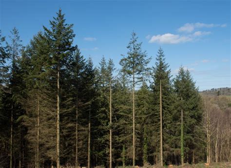 25 Most Popular Types Of Pine Trees Grown In The Uk The Arches