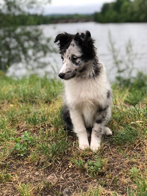 Cute Basque Shepherd Dog Images Free Download On Freepik