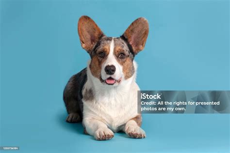 특이한 멀 색상의 귀여운 웨일스 코기 개 좋은 복사 공간 빈 파란색 배경에 누워 가정 생활에 대한 스톡 사진 및 기타 이미지