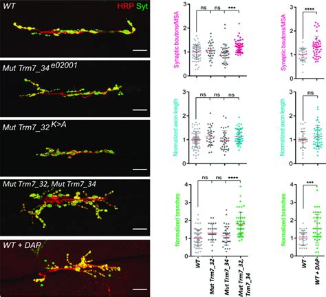 Ftsj1 Dependent Nm Regulates Axonal Morphology In The Drosophila Download Scientific Diagram