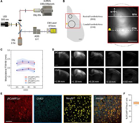 Figure 1 From Large Scale All Optical Dissection Of Motor Cortex Connectivity Shows A Segregated