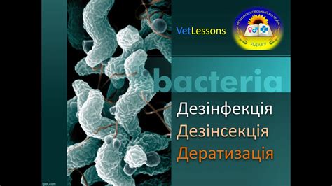 Vetlessons ДЕЗІНФЕКЦІЯ ДЕЗІНСЕКЦІЯ ДЕРАТИЗАЦІЯ Youtube