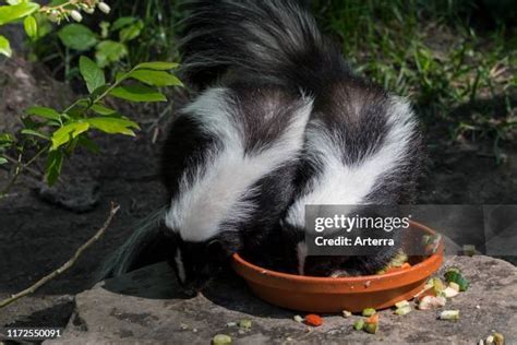 Skunk Pattern Photos And Premium High Res Pictures Getty Images