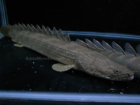 Polypterus Ansorgii 18