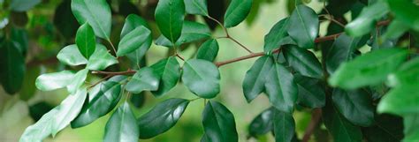 Kaha Penela South India Soapnut Tree Sapindus Trifoliatus Trees In Sri Lanka