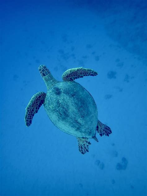 Lectie Altman Batula On Linkedin Sharing My Love Of Water On World