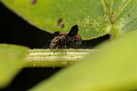 Adult Picture Winged Fly Stock Image Image Of Picturewing 283677225