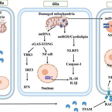 Mtdna Mtros And Tfam Act As A Damp Which Are Released From The