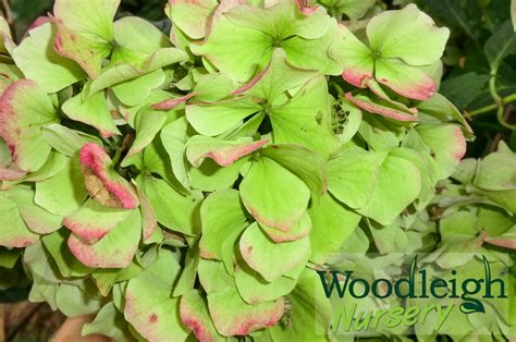 Hydrangea Macrophylla Immaculata Available Late Spring Woodleigh