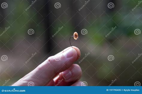 Gymnopus Quercophilus The Smallest Mushrooms In The World Of