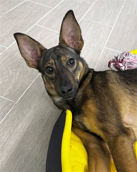 ДОПОМОГА СОБАКАМ🐕 КИЇВ Волонтери 💛💙 🌟 Знайомтесь з Емілі мініатюрним дивом яке чекає на