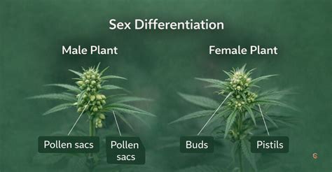 Cannabis Gender Identification Male Or Female Cannoptikum