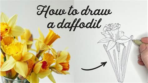 How To Draw A Daffodil For Beginner Step By Step Tutorial YouTube