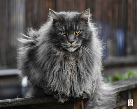 Razas De Gatos Grandes Las Razas De Gatos Mas Grandes Blog
