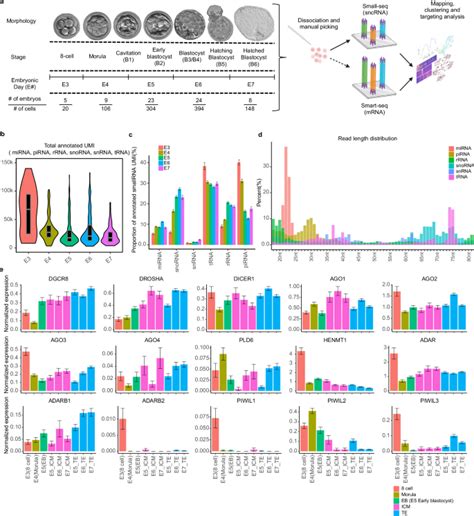 An Atlas Of Small Non Coding RNAs In Human Preimplantation Development