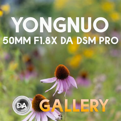 Yongnuo Yn 50mm F1 8 Da Dsm Pro Gallery