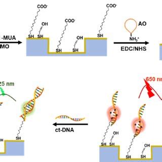 Schematic Illustration For The Preparation Of An Optical DNA