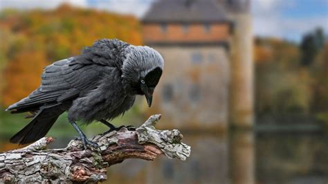 Cheeky Jackdaw Called Derek Divides Opinion In Village Bbc Newsround