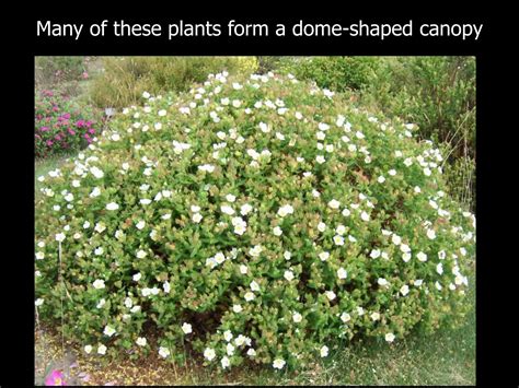 Pruning Shrubs Part2 Ppt