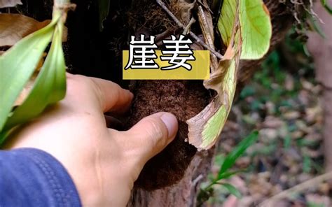 一种可以替代骨碎补使用的植物。 识本草 识本草 哔哩哔哩视频